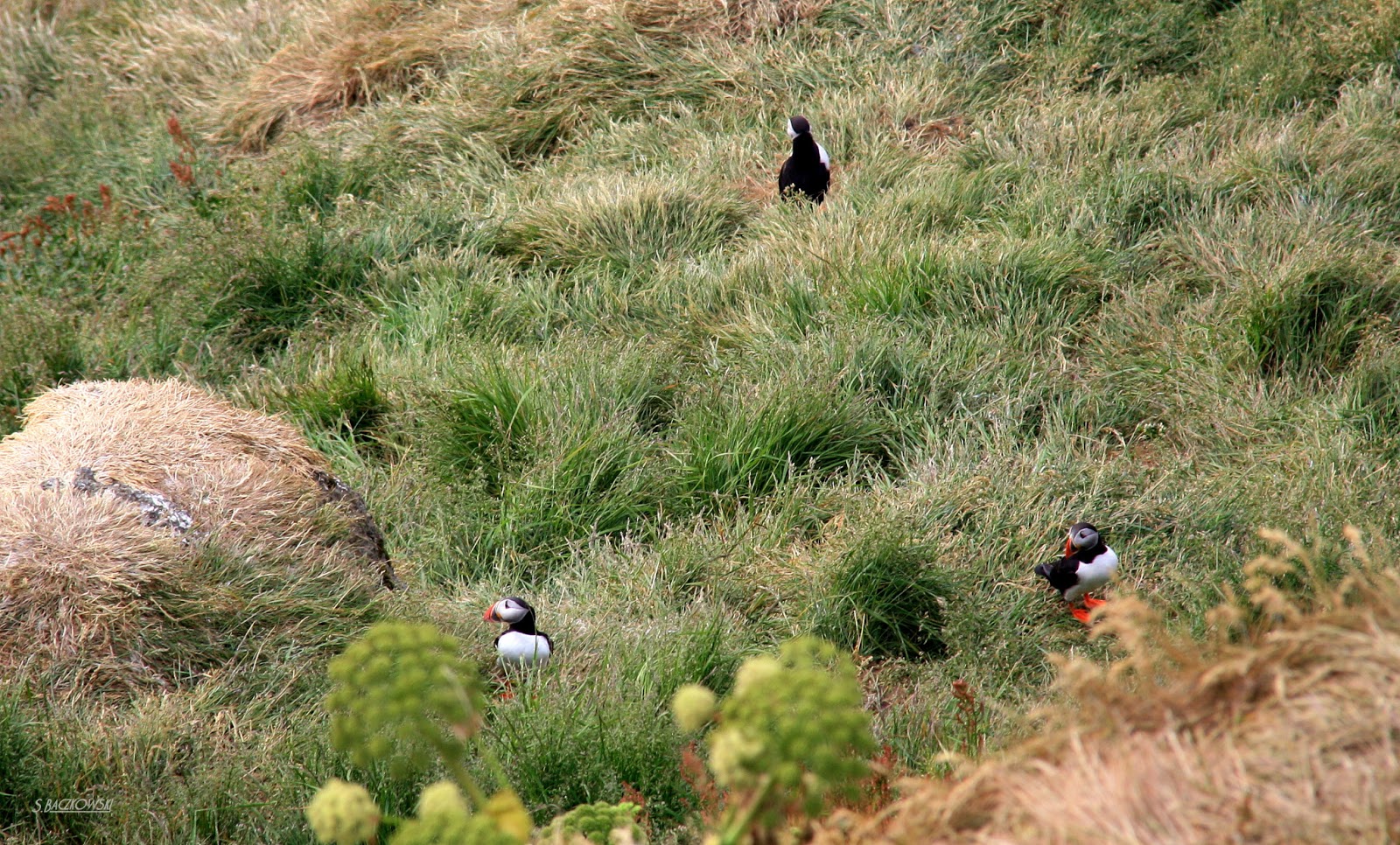 five steps from the road... - 5 kroków od szosy...: Fratercula arctica ...
