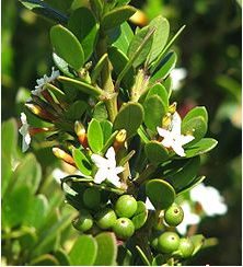 CINCHONAE CORTEX ~ Blog Riyawan