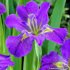 Decision Tree classifier on Iris data Sets Using Python sklearn