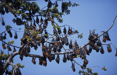 ரம்யம்: வெளவாலை வாவென்று கூறி.......