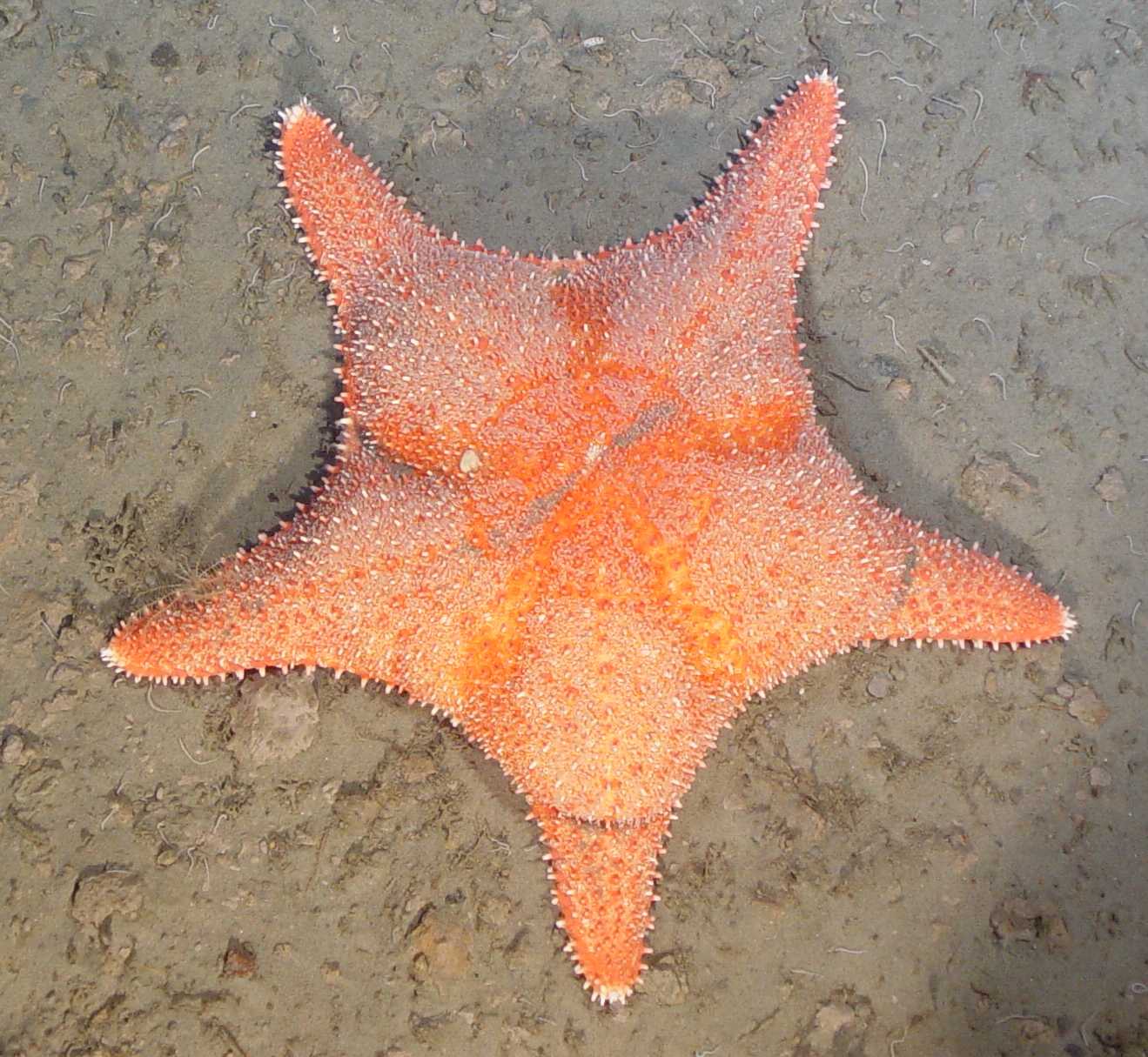 The Echinoblog: Starfish Mystery! 3 Oceans,2 Hemispheres,but ONE species?!