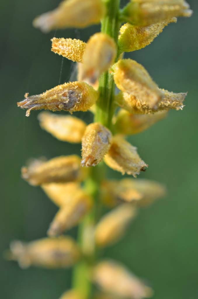 Space Coast Wildflowers: Panhandle Wildflowers, June 10, 2014