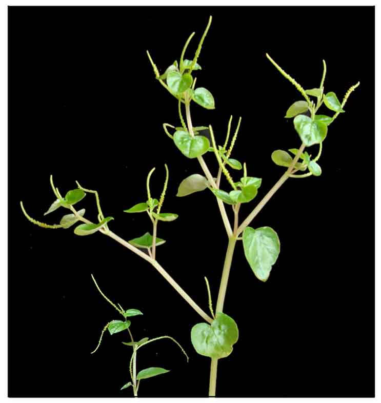 Herbal Plants: TIPS for planting and their uses: Common Herbal Plants