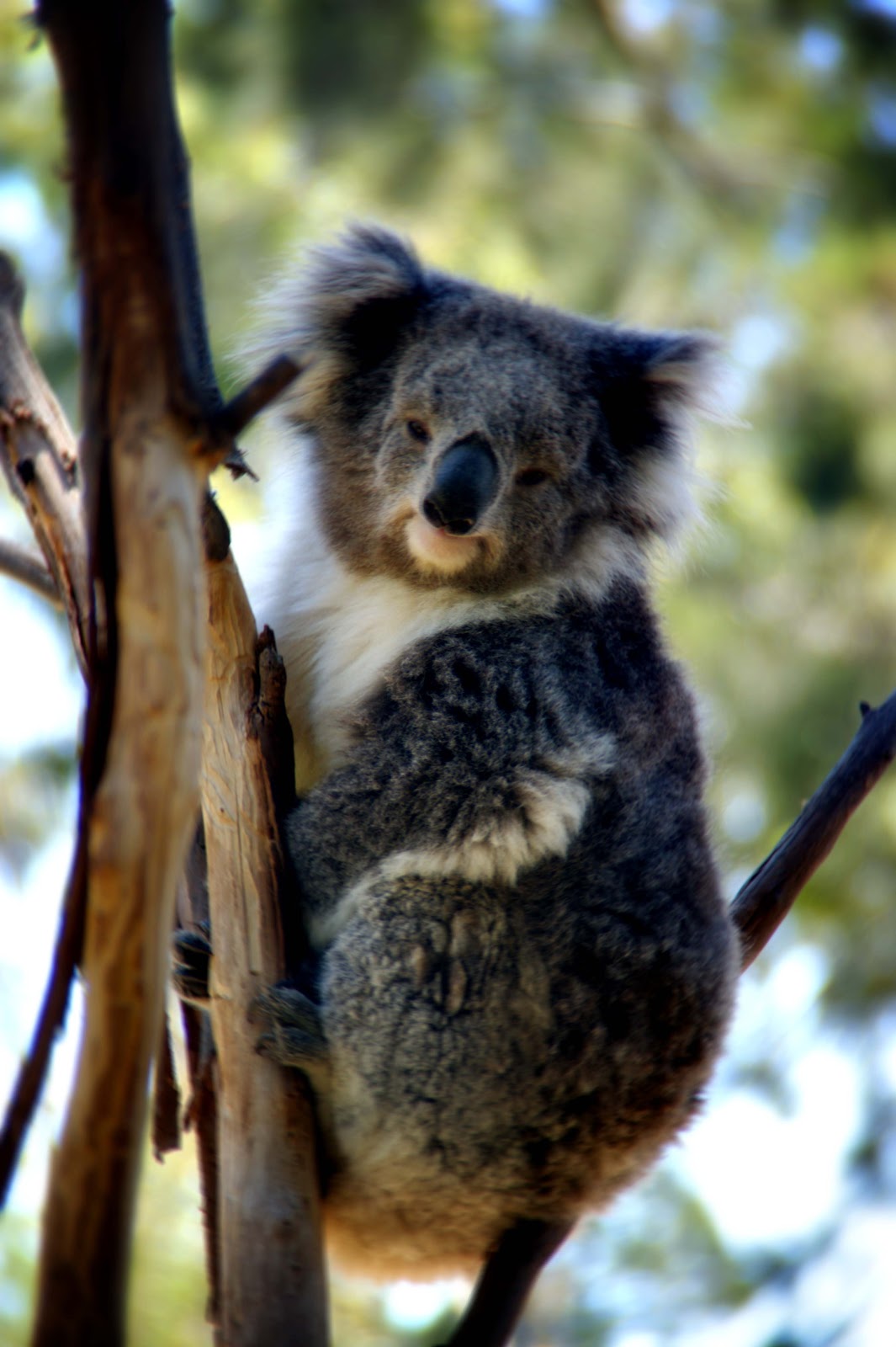 Zebresel.: Melbourne I Australien.