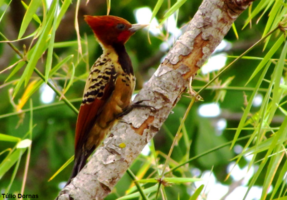 A conservação do Pica-pau-do-parnaíba no cerrado brasileiro - Natureza ...