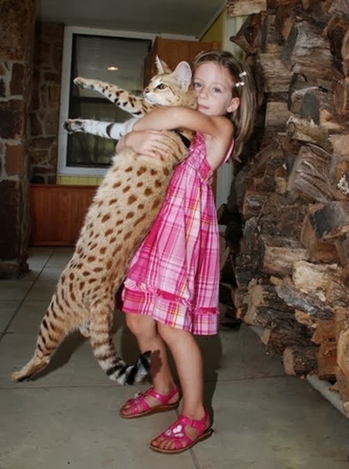 Savannah, Jenis Kucing dengan Tubuh Terpanjang - Aneka Varia