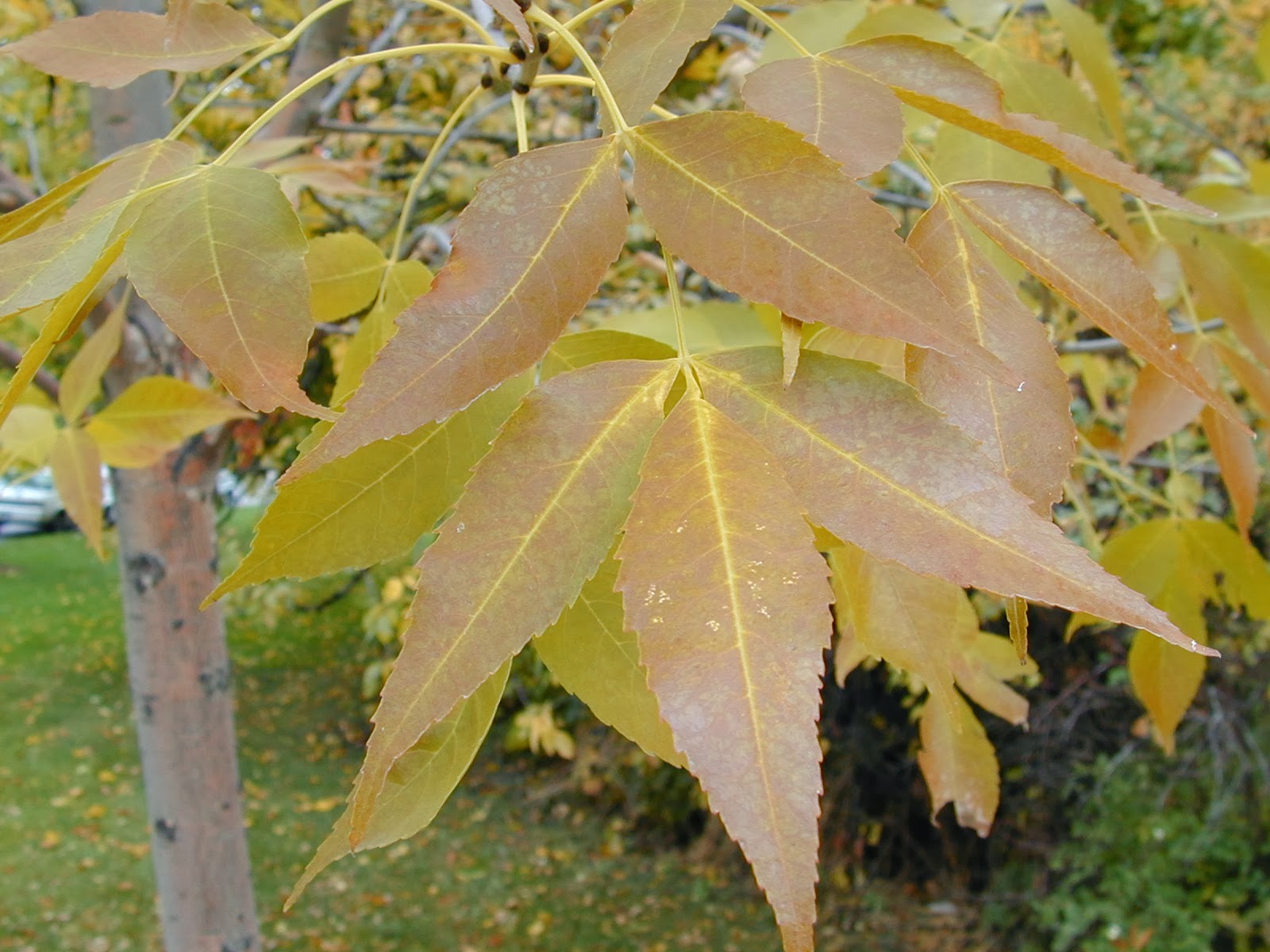 Trees of Santa Cruz County: Fraxinus angustifolia 'Raywood' - Raywood Ash
