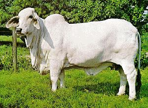 Sapi Brahman ~ Bajuri Farm