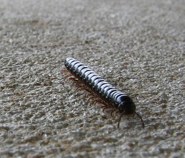 Esperance Fauna: Millipedes - Order Polydesmida