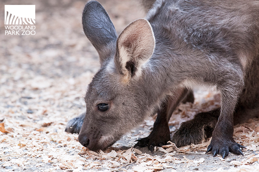 To hand raise a wallaroo joey, it takes a village and a mob
