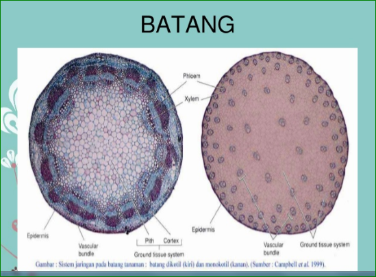 Jaringan Pada Tumbuhan Kelas XI ~ BIOLOGI SMA