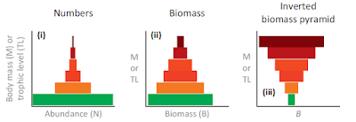 Virginia Tech Ichthyology Class : Puzzling Over Large Aggregations of ...