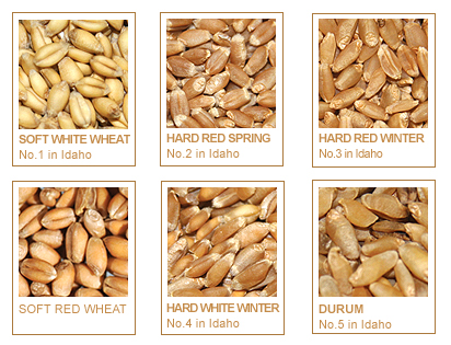 Kiss My Tractor: What About Wheat