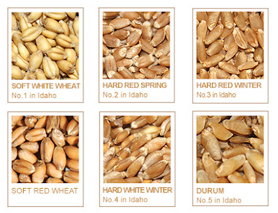 Kiss My Tractor: What About Wheat