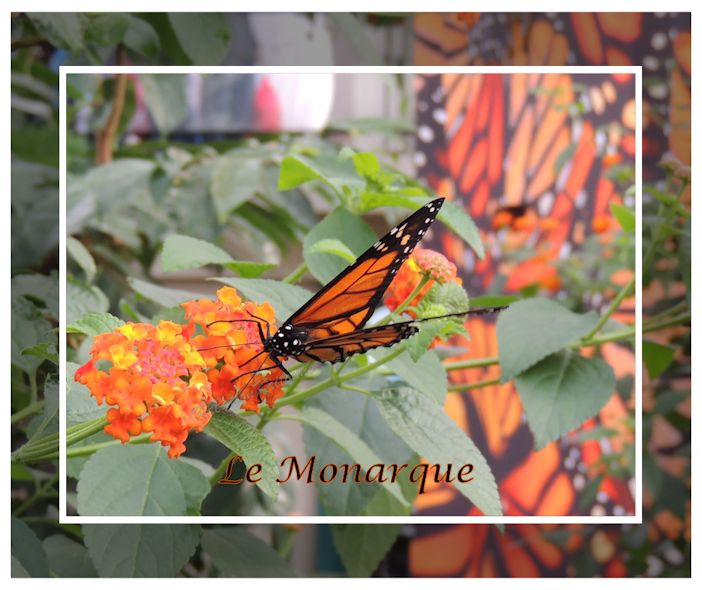 Mémoires Visuelles: Hey oui! Le Monarque!