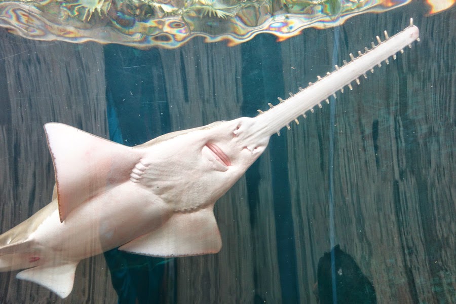 ಹೊಂಗನಸು: ಗರಗಸ ಮೀನು!