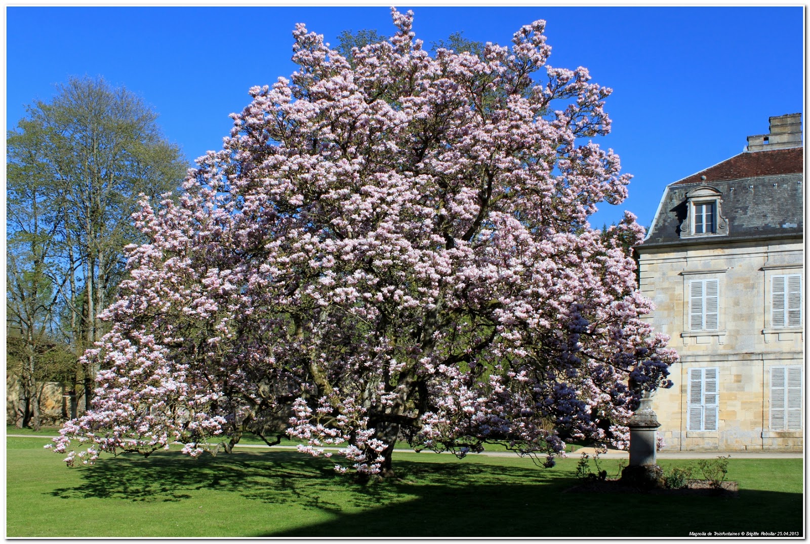 De Moi à Vous: La floraison du magnolia de Troisfontaines