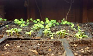 Family, Food, and God: Morning Dragging