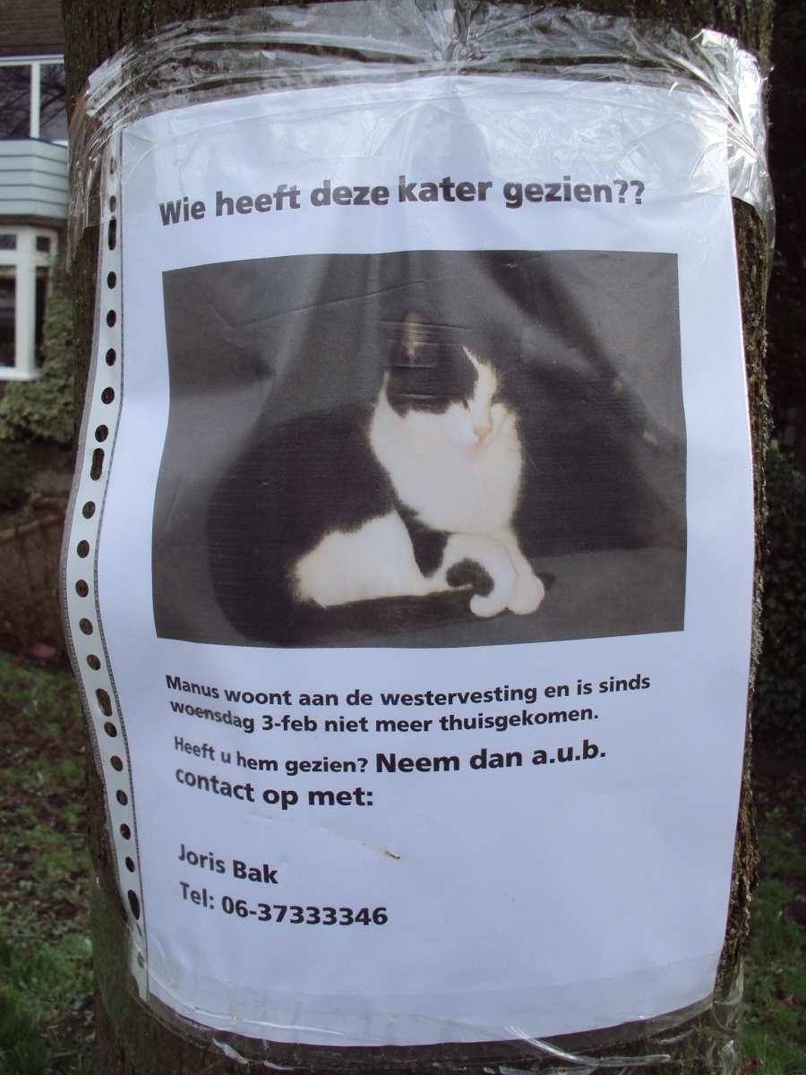evodammer: Katten Vermist In Edam