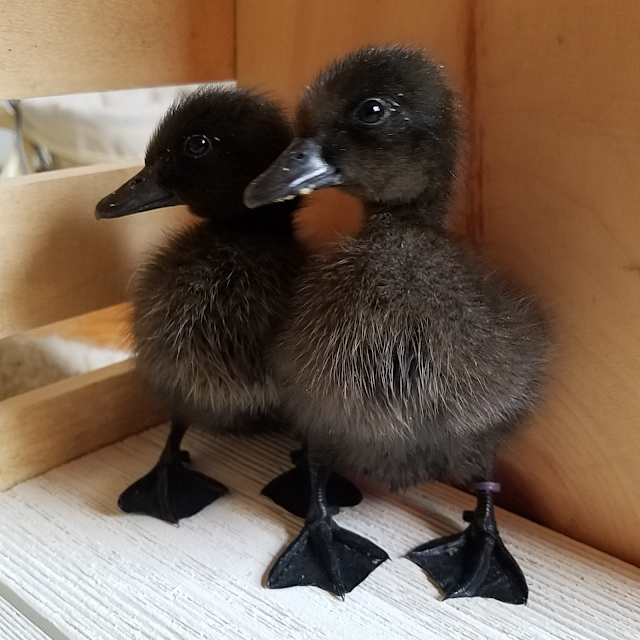 Beginners Guide to Raising Ducklings - Fresh Eggs Daily® with Lisa Steele