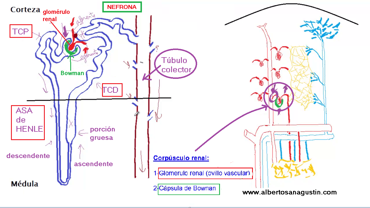 Nefrona y Circulación Renal (anatomía) | Dr. Alberto Sanagustín