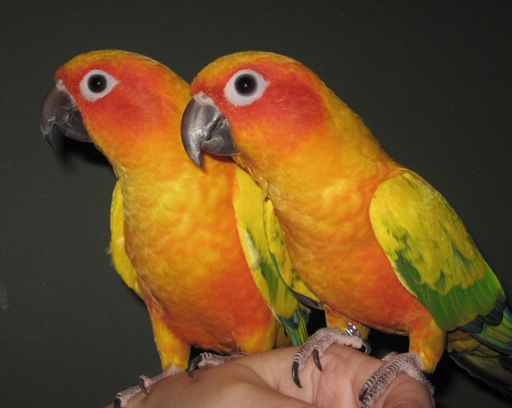 PETS: Conures