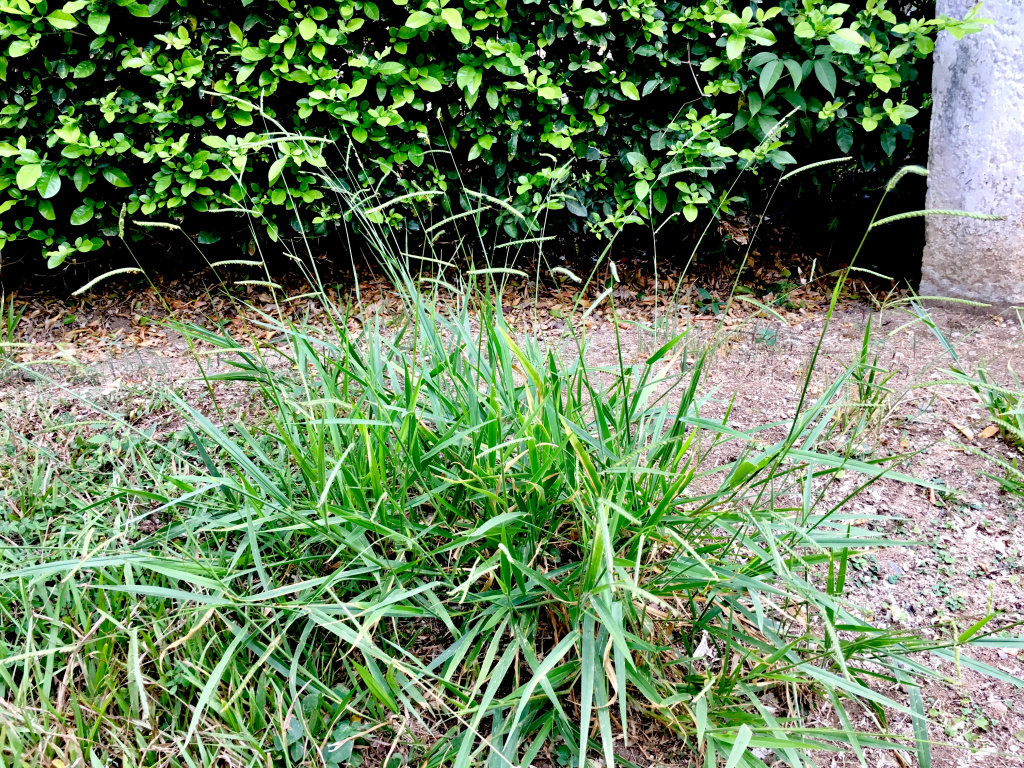 Brachiaria Decumbens (rumput BEDE) rumput yang sering digunakan untuk ...