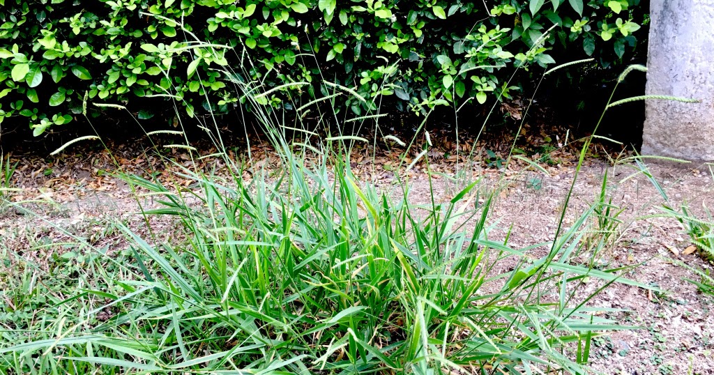 Brachiaria Decumbens (rumput BEDE) rumput yang sering digunakan untuk ...