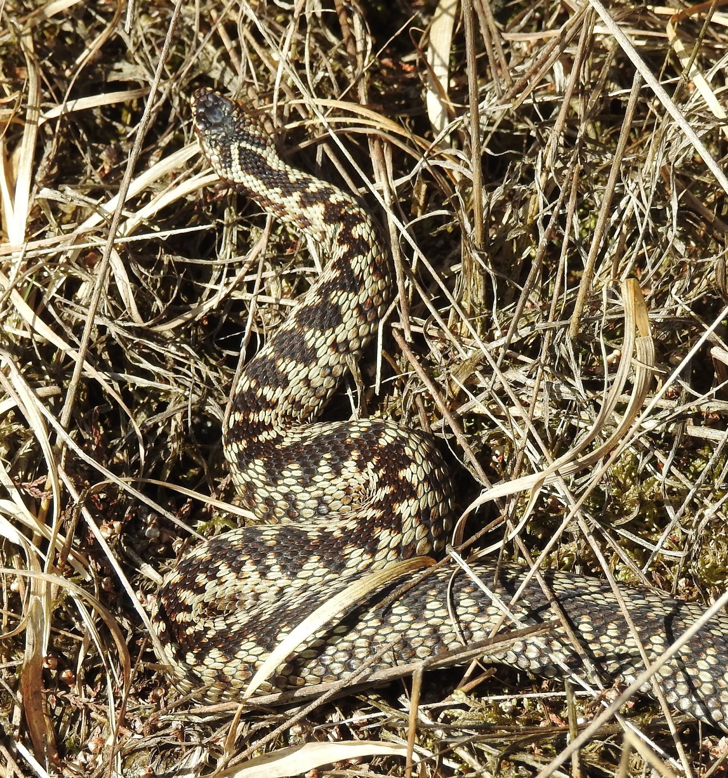 About a Brook: Amazing Adder