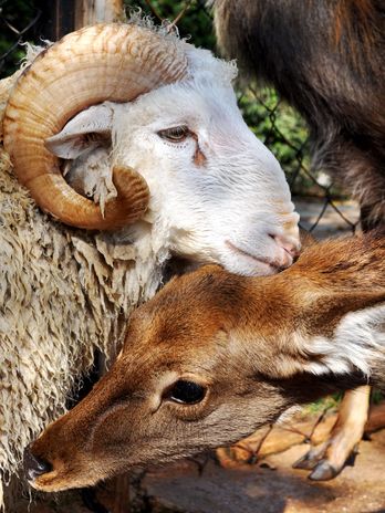 White Wolf : A ram and a deer will be "married" on Valentine's Day at a ...