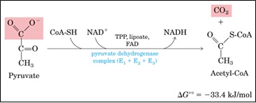 Club OIAB: Respiración aeróbica