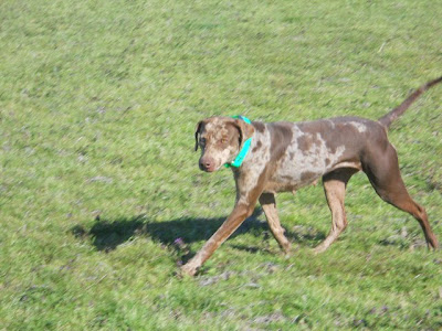 The Catahoula Cow Dog: Catahoula Cur, The Louisiana Cattle Dog