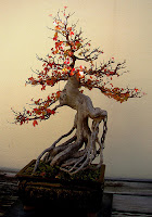 OKAMI YAMA BONSAI: 1.ESTILOS DE BONSAI