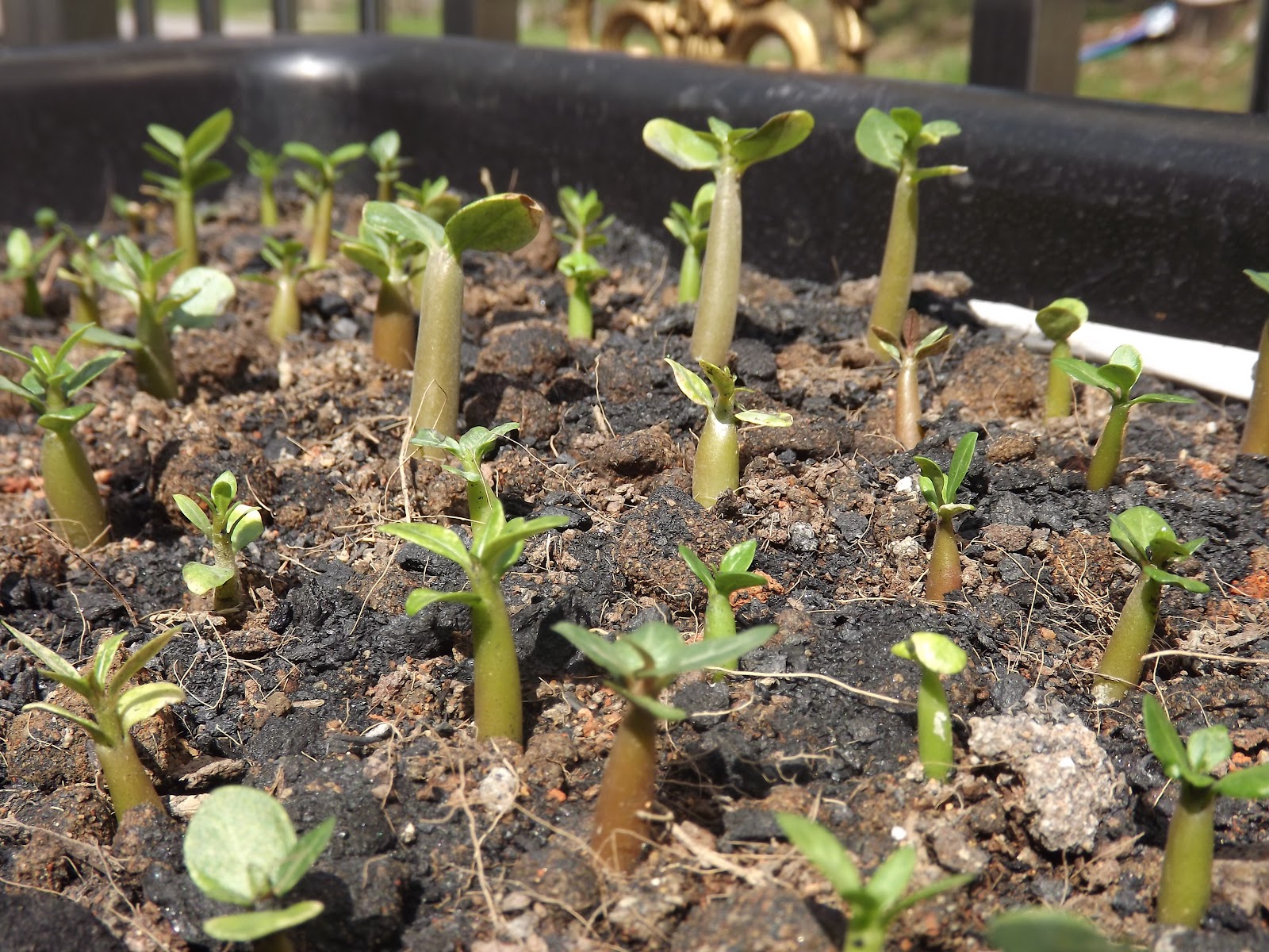 smgardener's diary: Adenium Seedlings