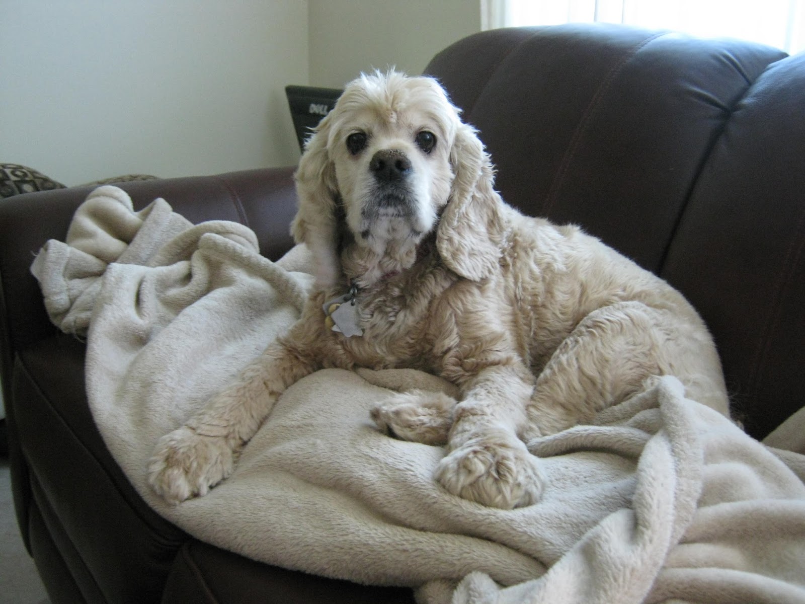 The Daily Bone: Tribute To Joey Dog