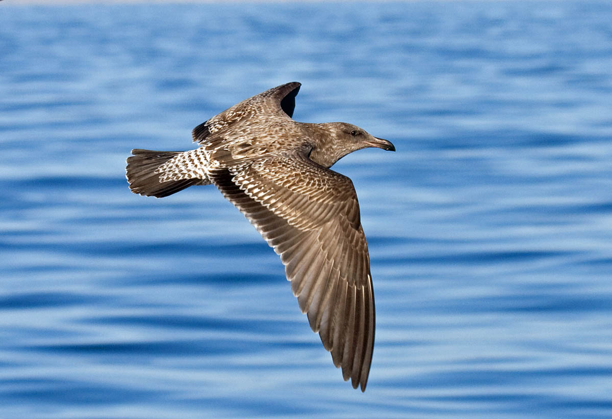 Albinistic Western Gull in San Diego Bay - Greg in San Diego
