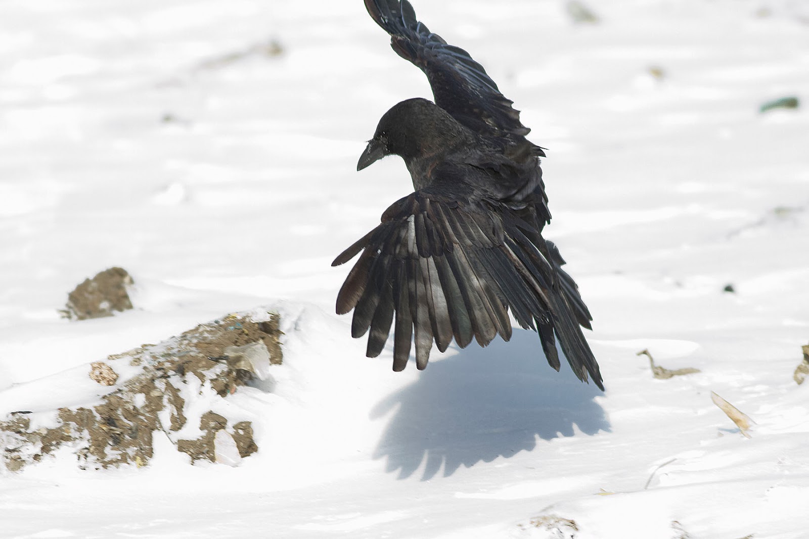 Ann Brokelman Photography: Common Raven - one a little bit different ...