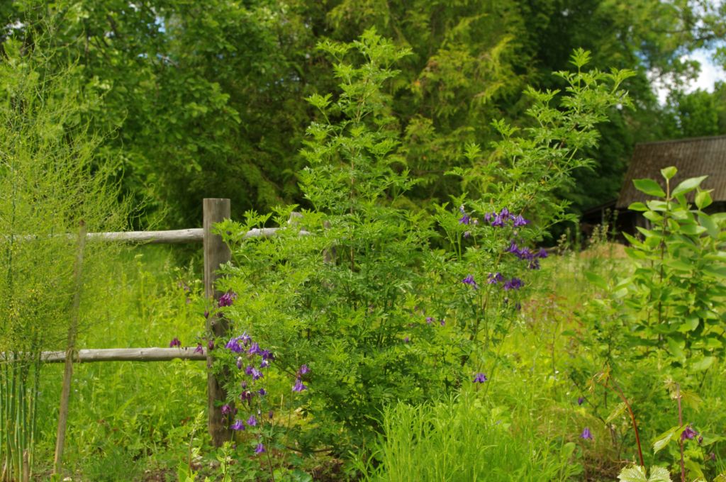 roos on roos: Kurekellasatsiline...