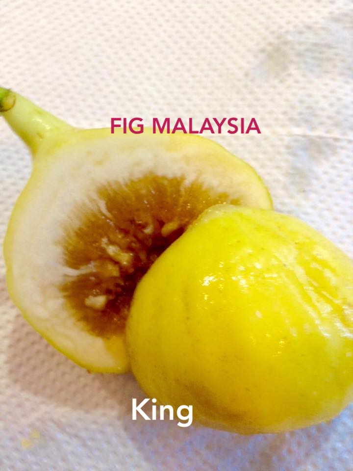 King Fig - Var Tin