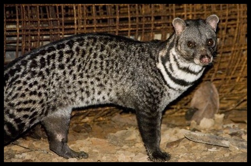 Planeta Animal: Civeta.