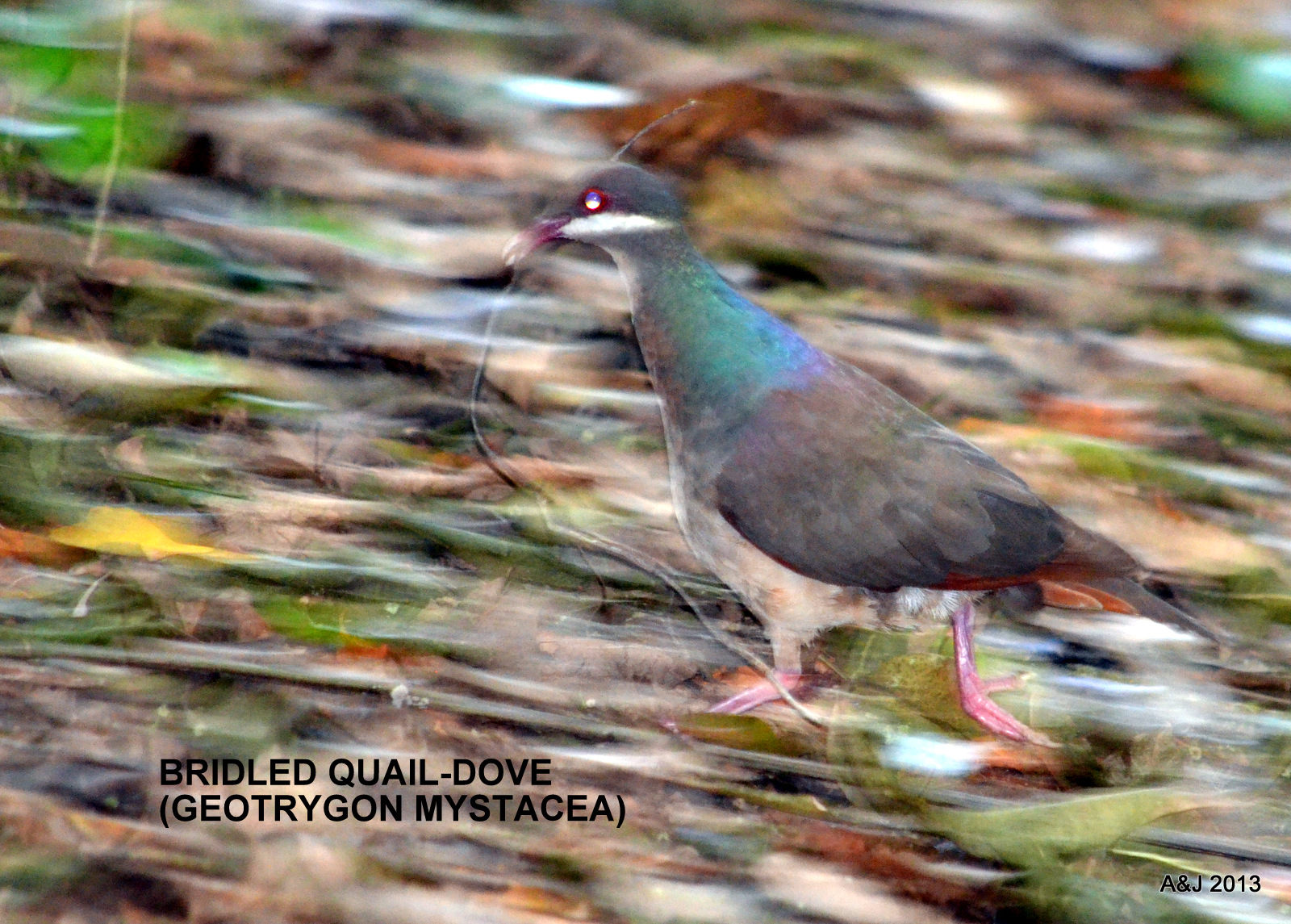 St. Croix, USVI: Birds - a Year of Observation : YOUR EXTENDED DESCRIPTION