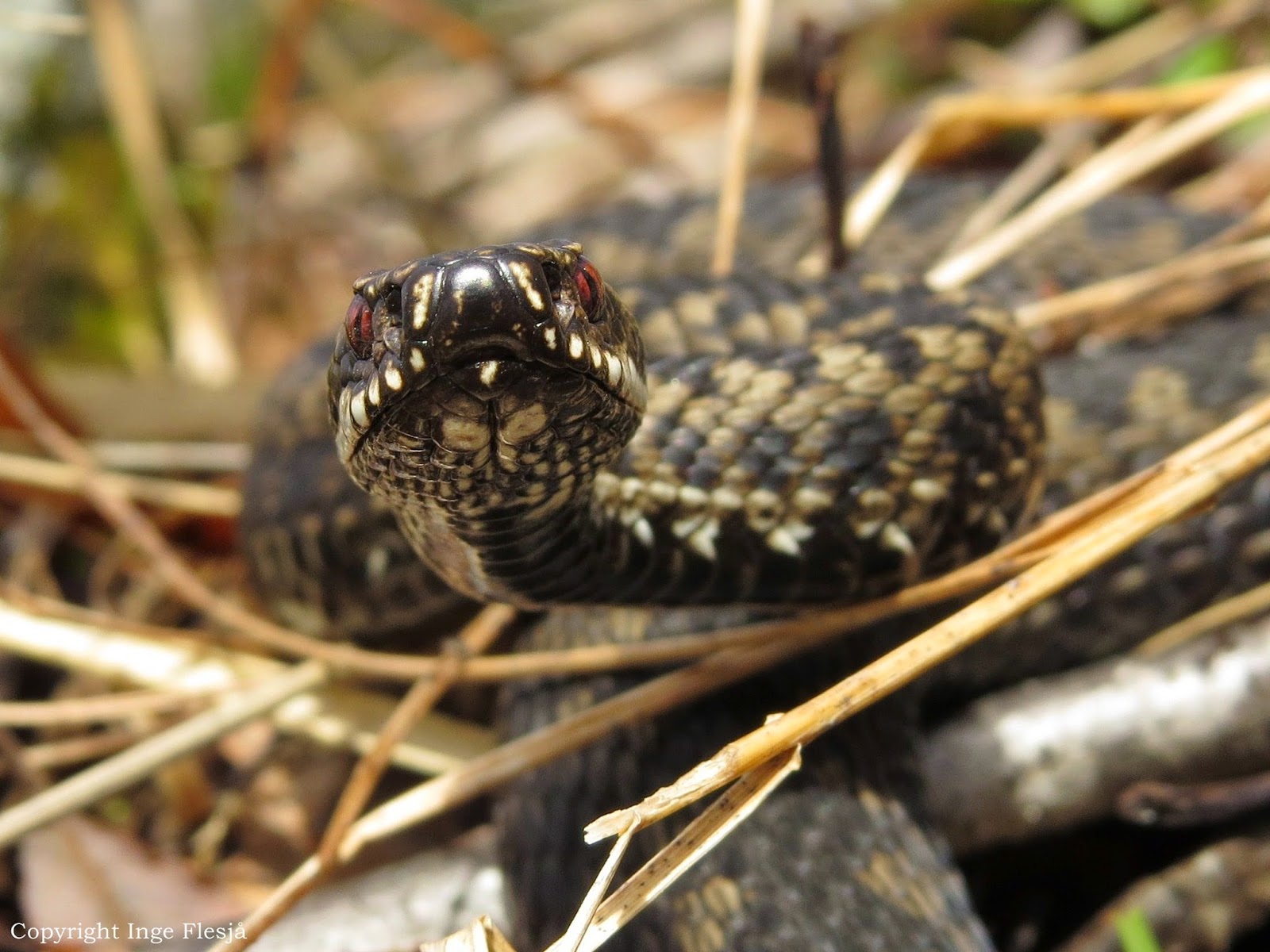 NaturFotoz: Hoggorm (Vipera berus). Voksen hann, Iveland, Aust-Agder 21 ...