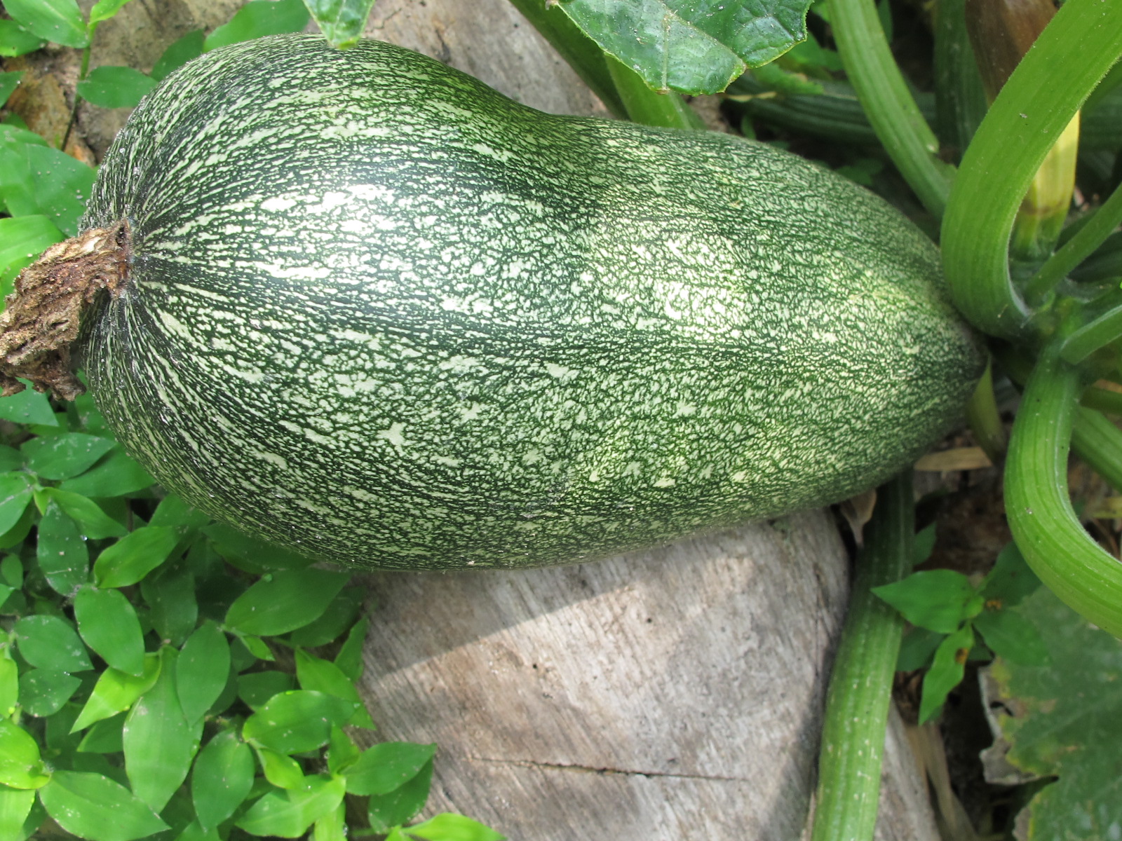 elhuertodelaquebrada: 2012