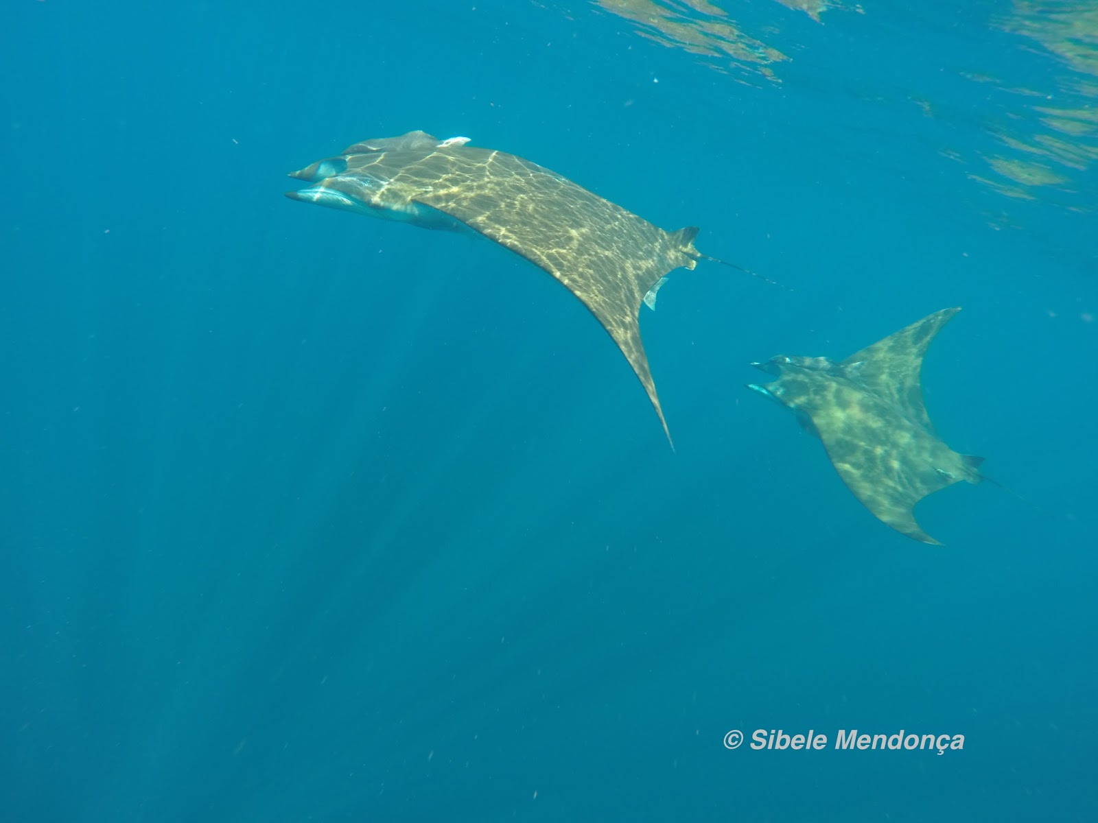 Global Explorers Blog