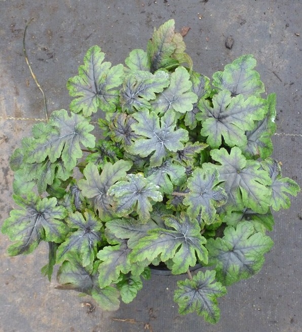 Novus Availability: 02/01/13