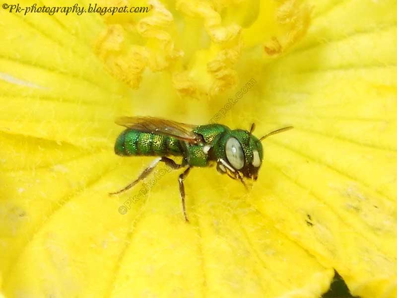 Insect Pollinators | Nature, Cultural, and Travel Photography Blog