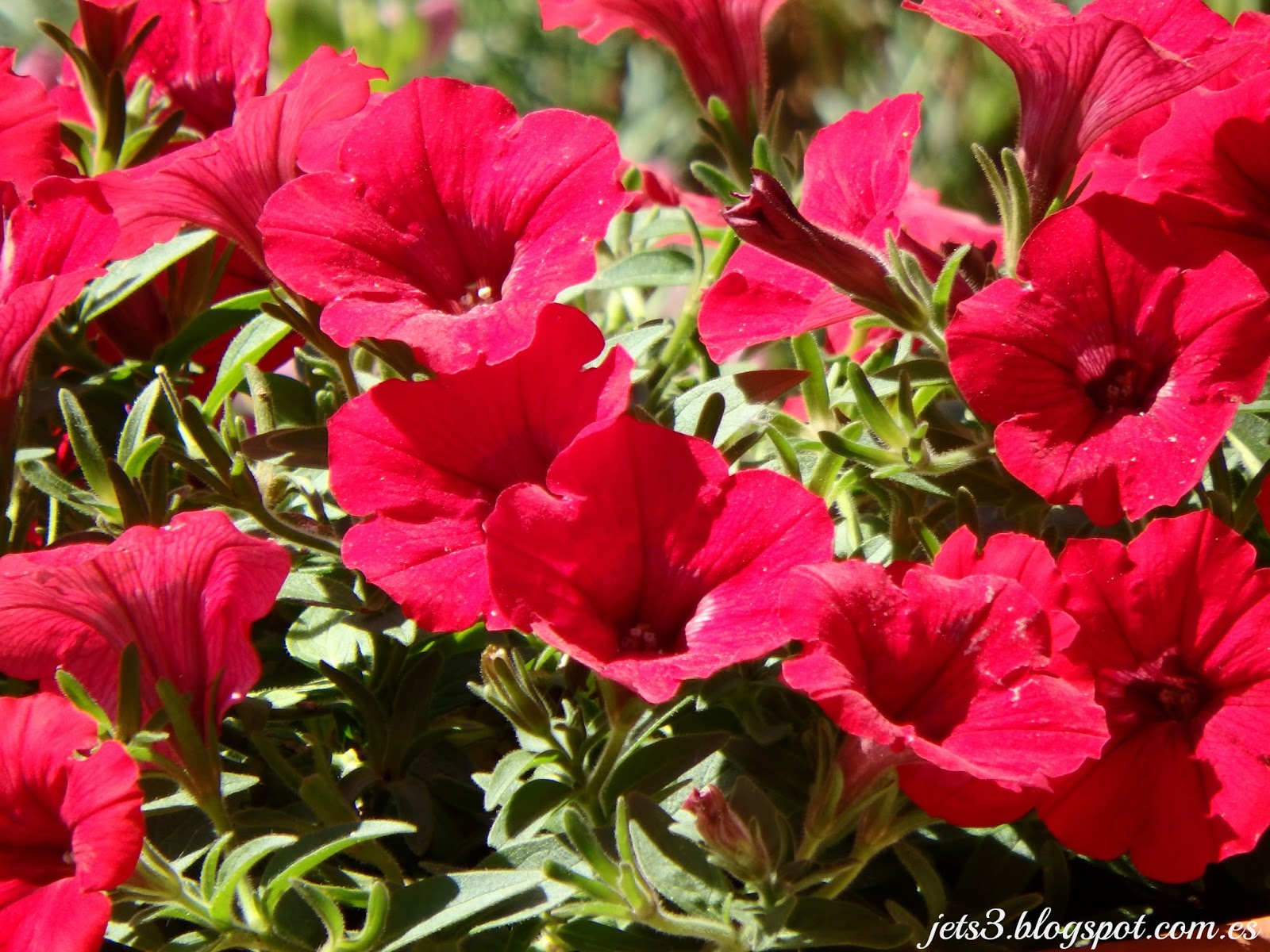 Surfinia (Petunia, Surfinia)