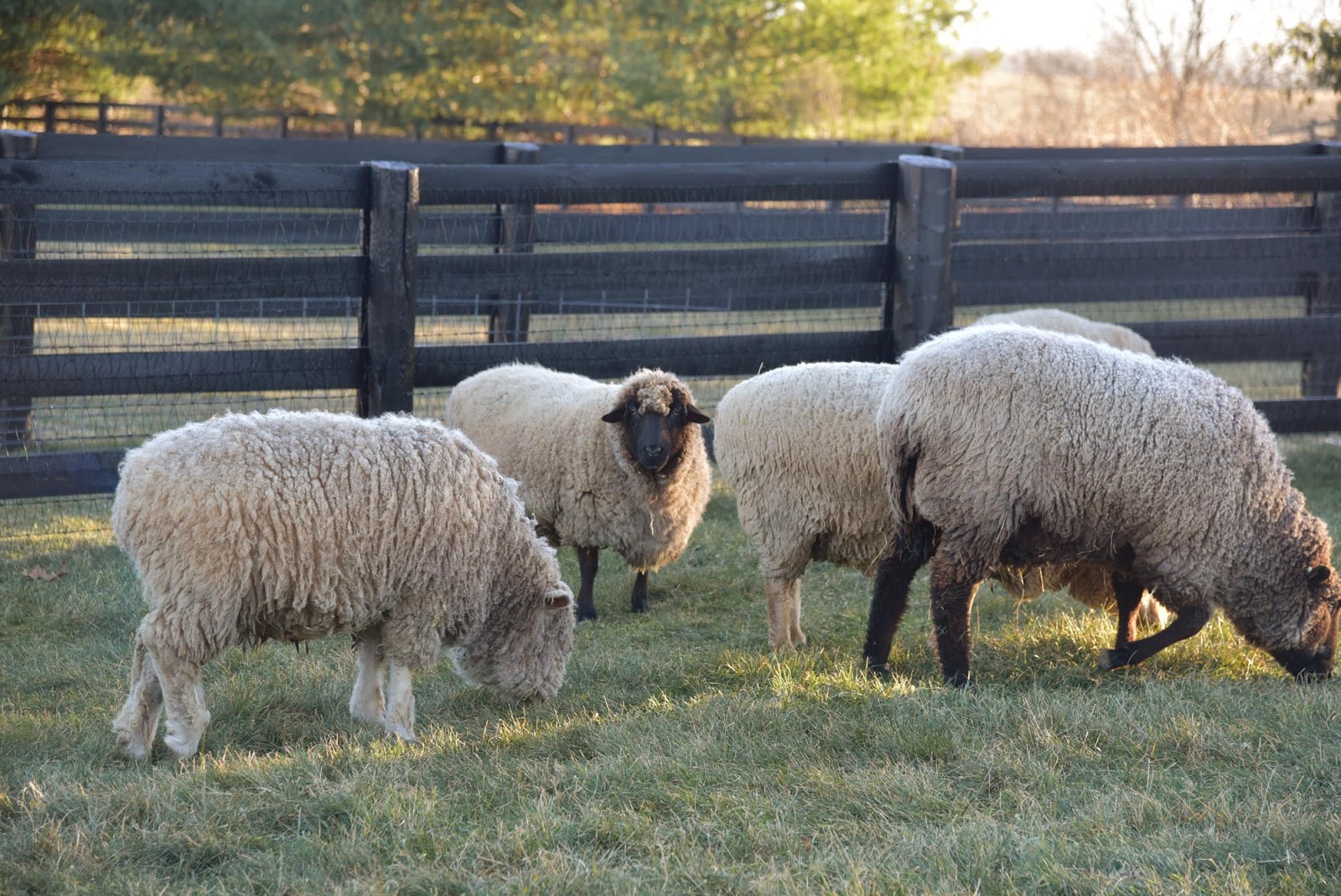 Punkin's Patch: Sheep With Character