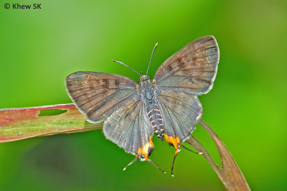 Butterflies of Singapore: Aug 6, 2016