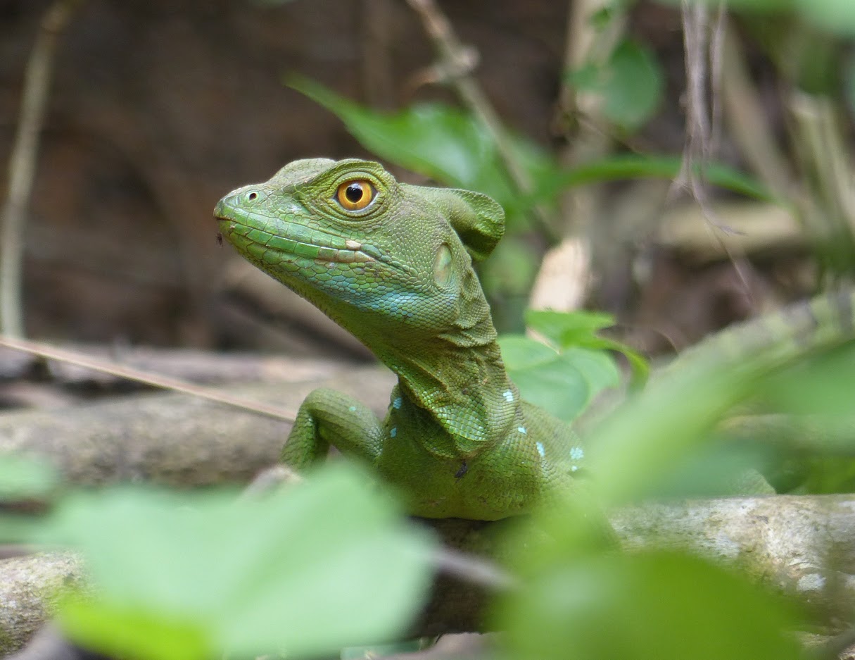 Espacio dedicado a la naturaleza: Basiliscos (Basiliscus plumifrons y ...